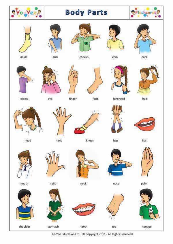 Detailed Body Parts In English Vocabulary Home