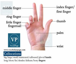 Hand Vocabulary – Vocabulary Home